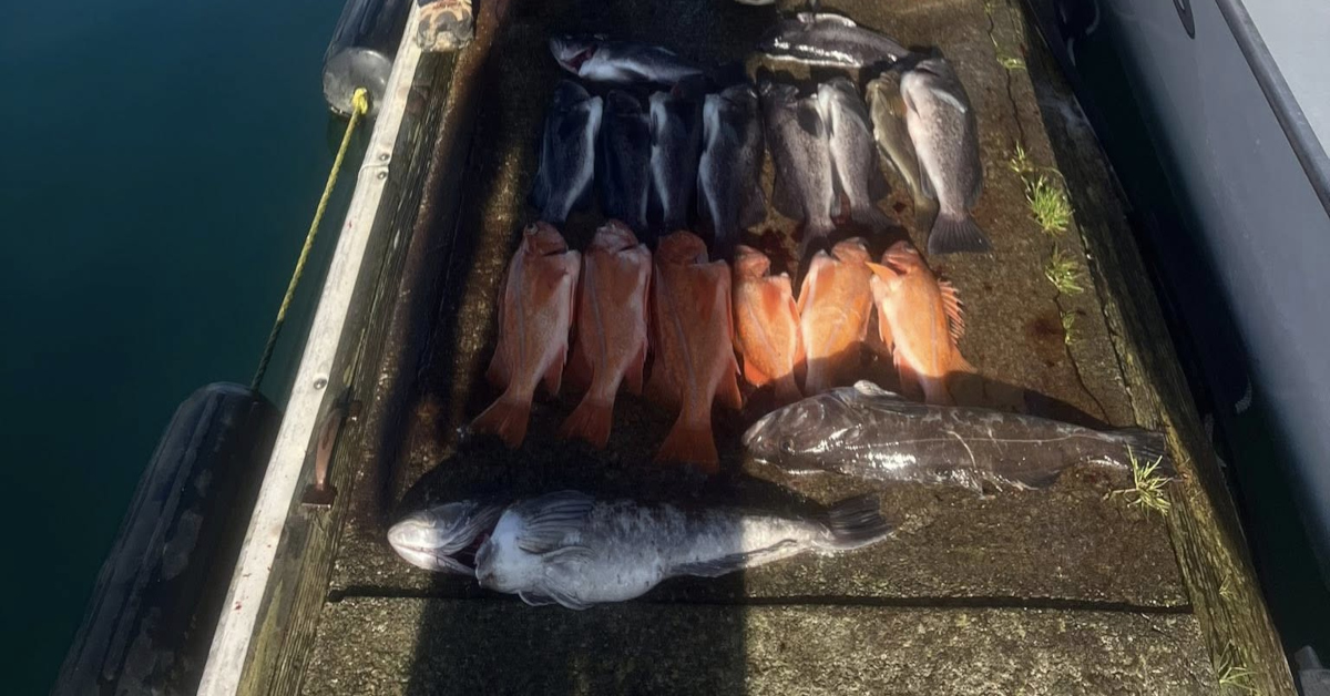 Top 5 Rockfish Species You’ll Catch in Oregon - Newport Oregon Fishing ...